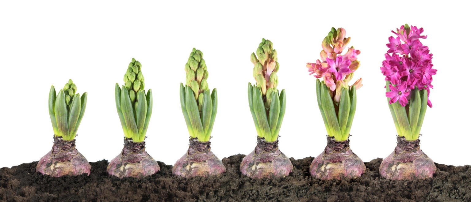 Witness the Wonders of Time Lapse Flower Blooming Photography - Pro-Lapse